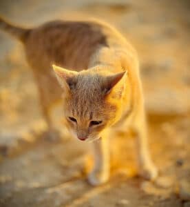 America's Favorite Cat Breeds In Each State - Impactful