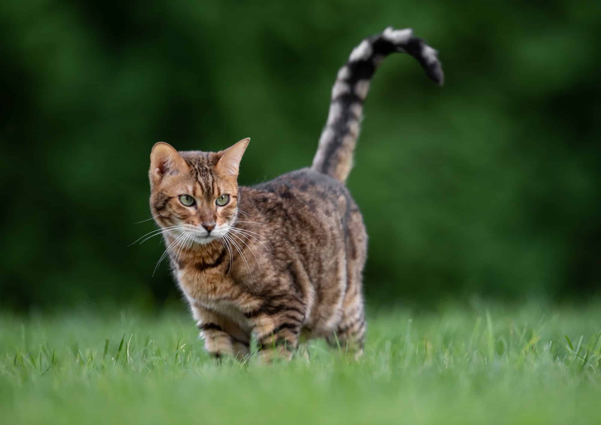 America's Favorite Cat Breeds In Each State - Impactful
