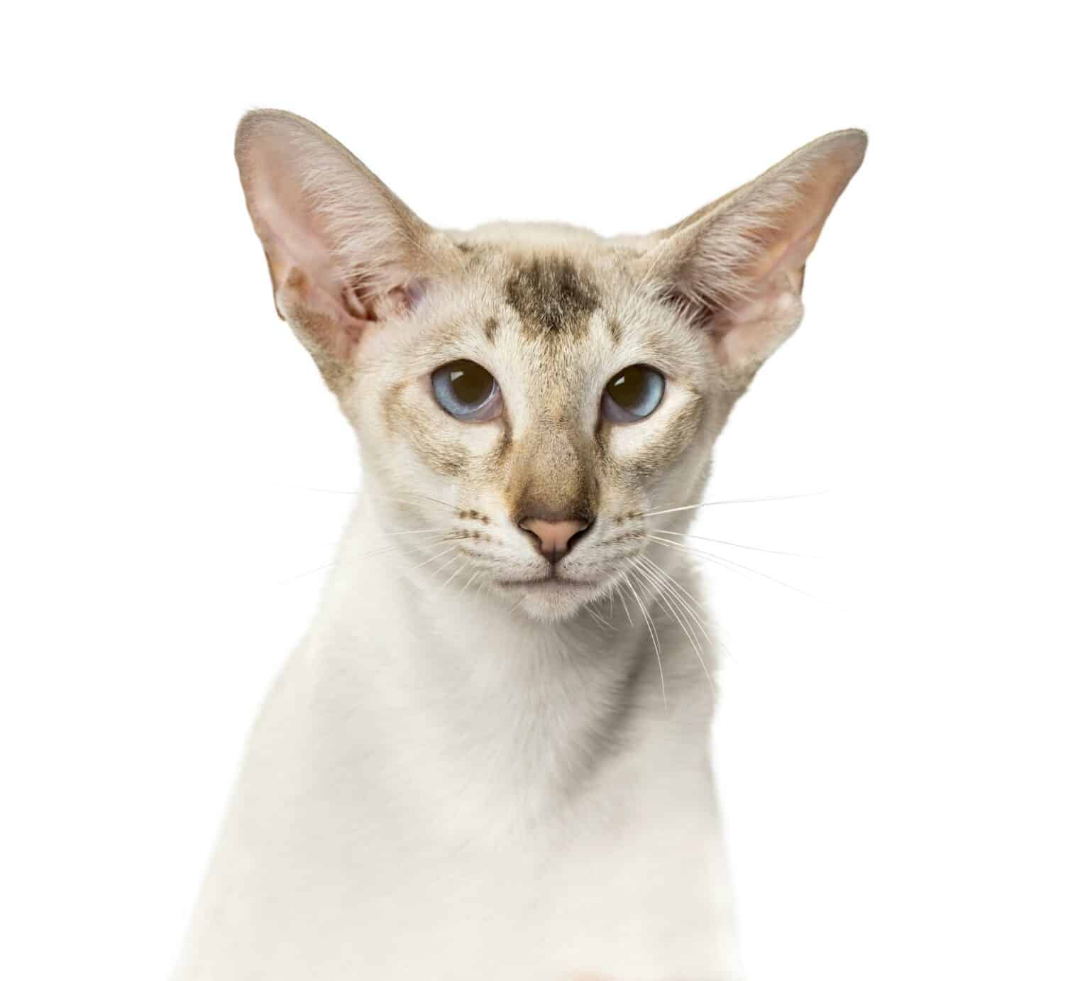 America's Favorite Cat Breeds In Each State - Impactful
