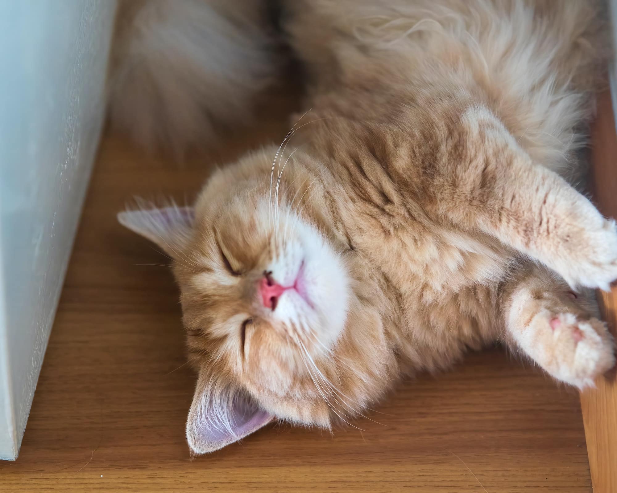 America's Favorite Cat Breeds In Each State - Impactful