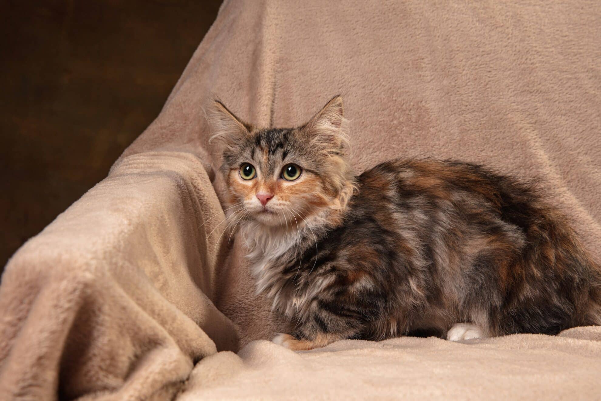 America's Favorite Cat Breeds In Each State - Impactful