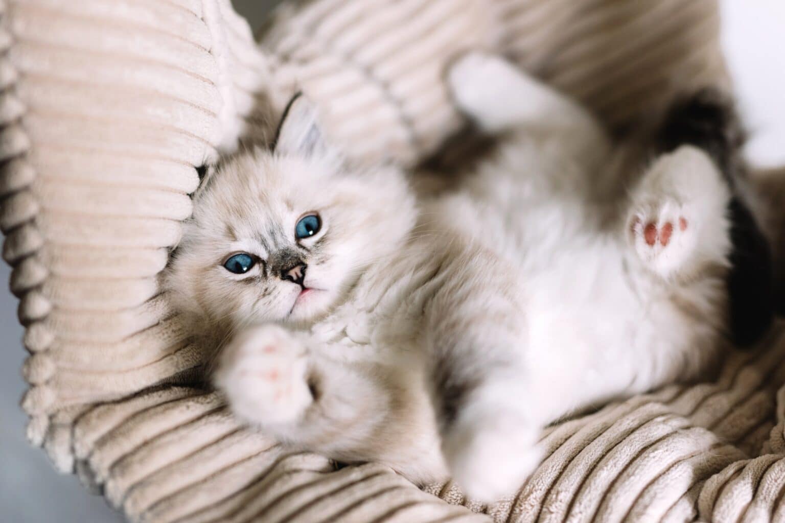 America's Favorite Cat Breeds In Each State - Impactful